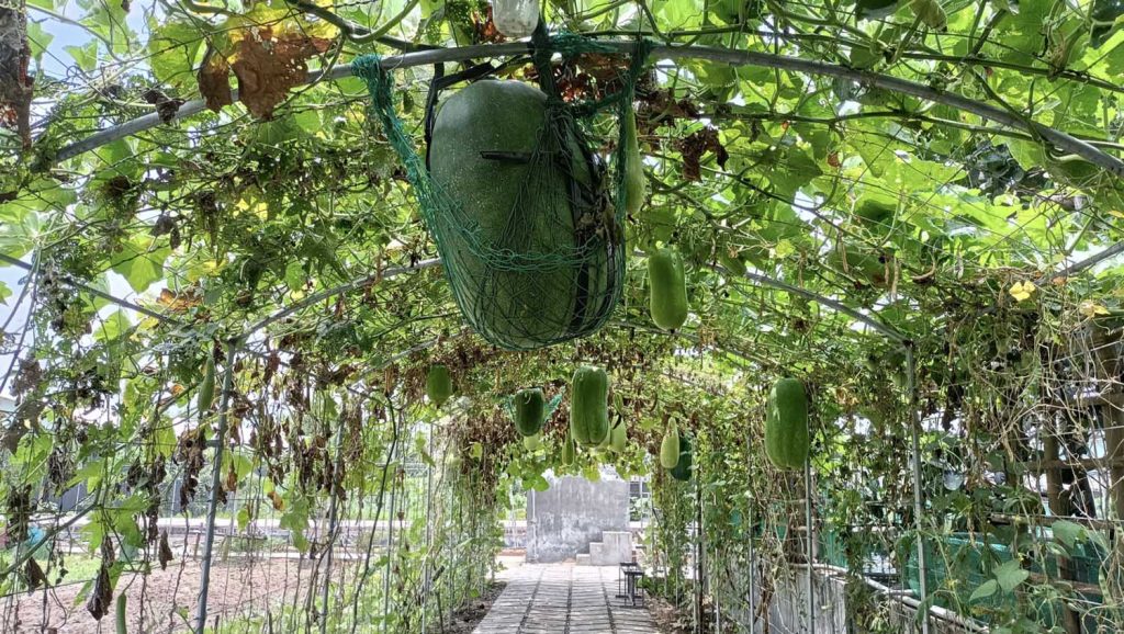 Tour học sinh nông trại Ca Oganic Farm nửa ngày: Trải nghiệm nghề làm ...